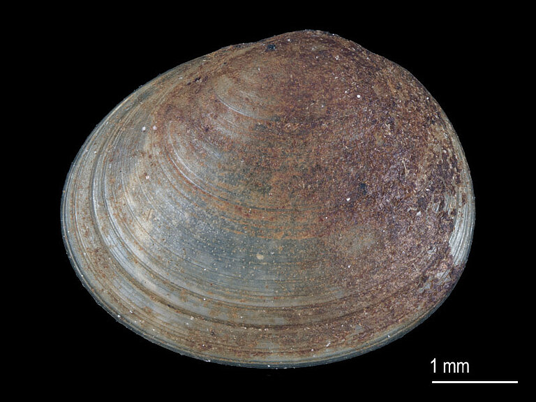 Schlüssel Pisidium_13 | Naturportal Südwest