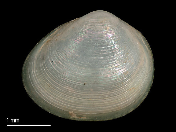 Schlüssel Pisidium_05: Naturportal Südwest Naturkundemuseum Stuttgart