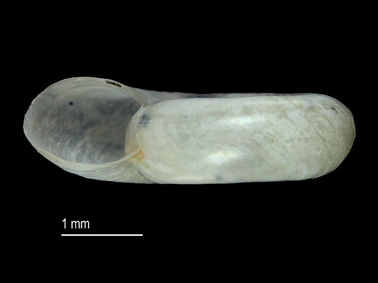 Schlüssel Gyraulus | Naturportal Südwest