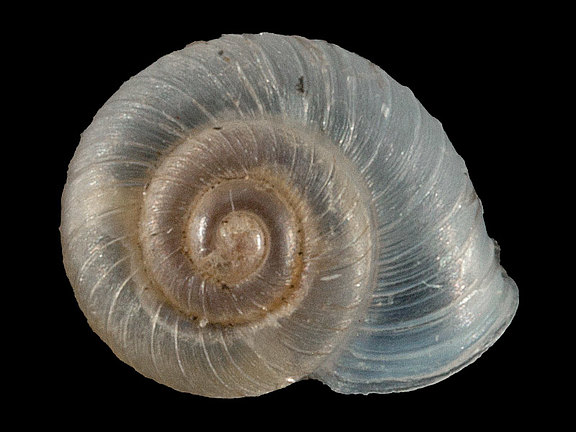 Schlüssel Vallonia: Naturportal Südwest Naturkundemuseum Stuttgart