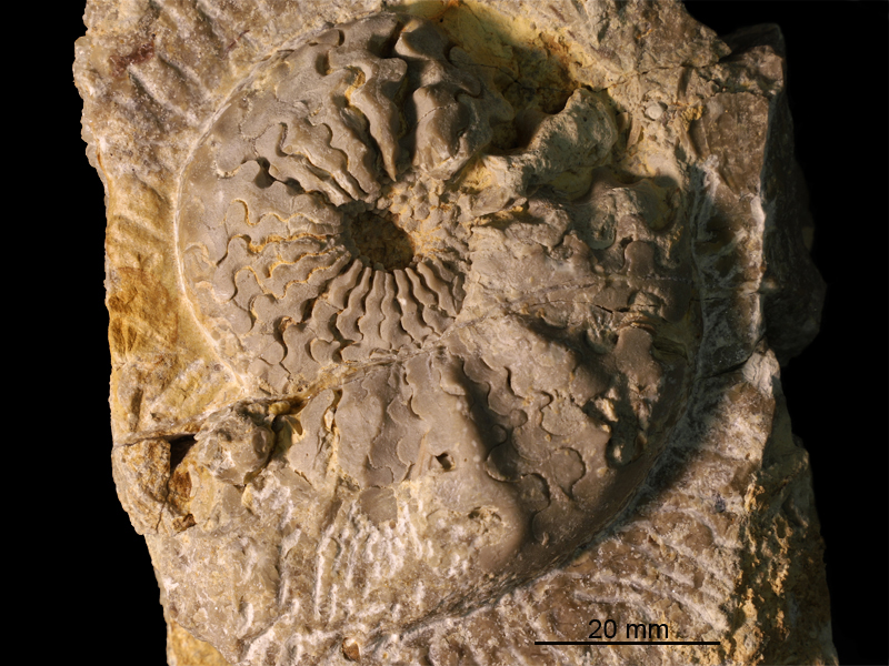 Art | Naturportal Südwest