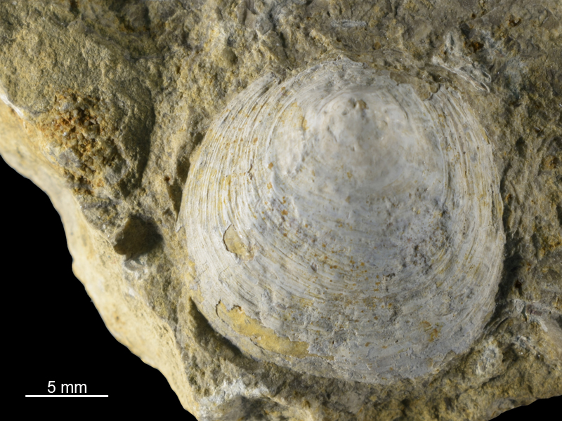 Bestimmung | Naturportal Südwest
