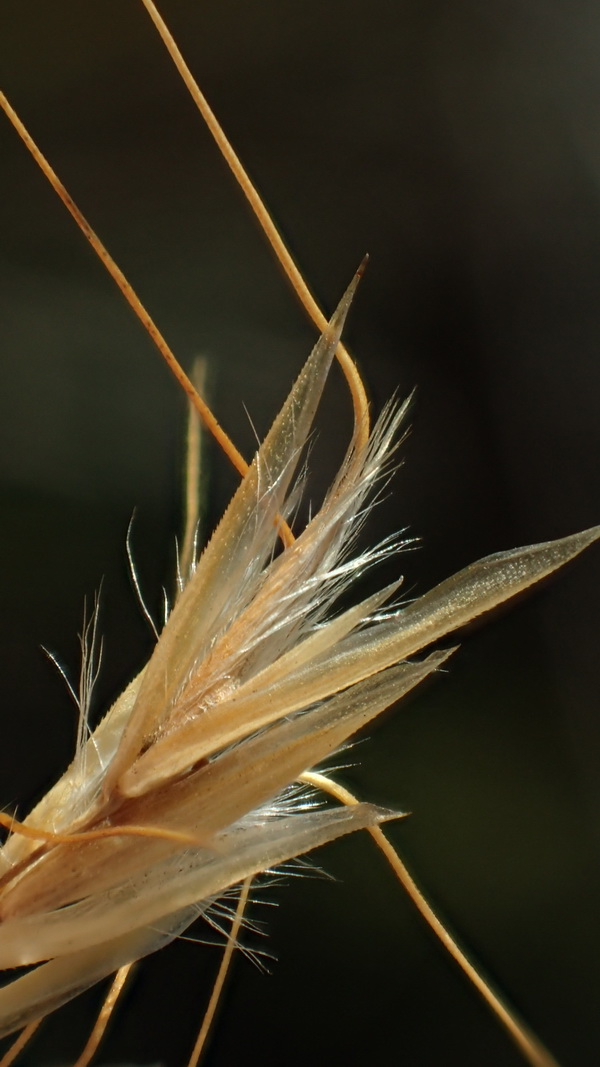 Art | Naturportal Südwest