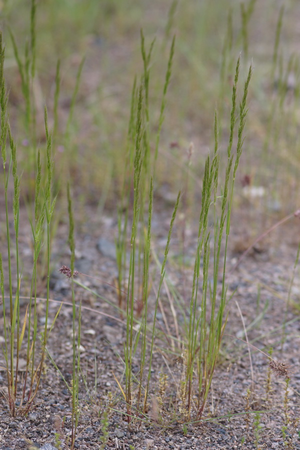 Art | Naturportal Südwest