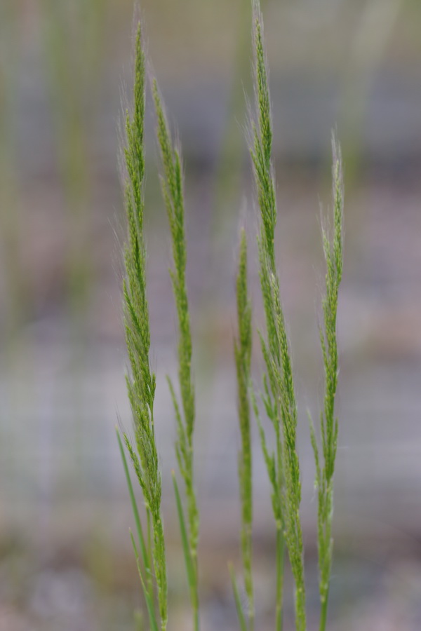 Art | Naturportal Südwest