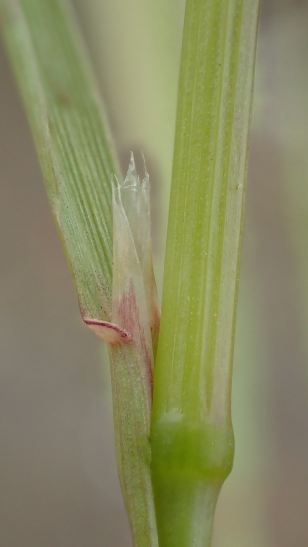 Art | Naturportal Südwest