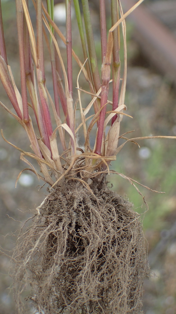 Art | Naturportal Südwest