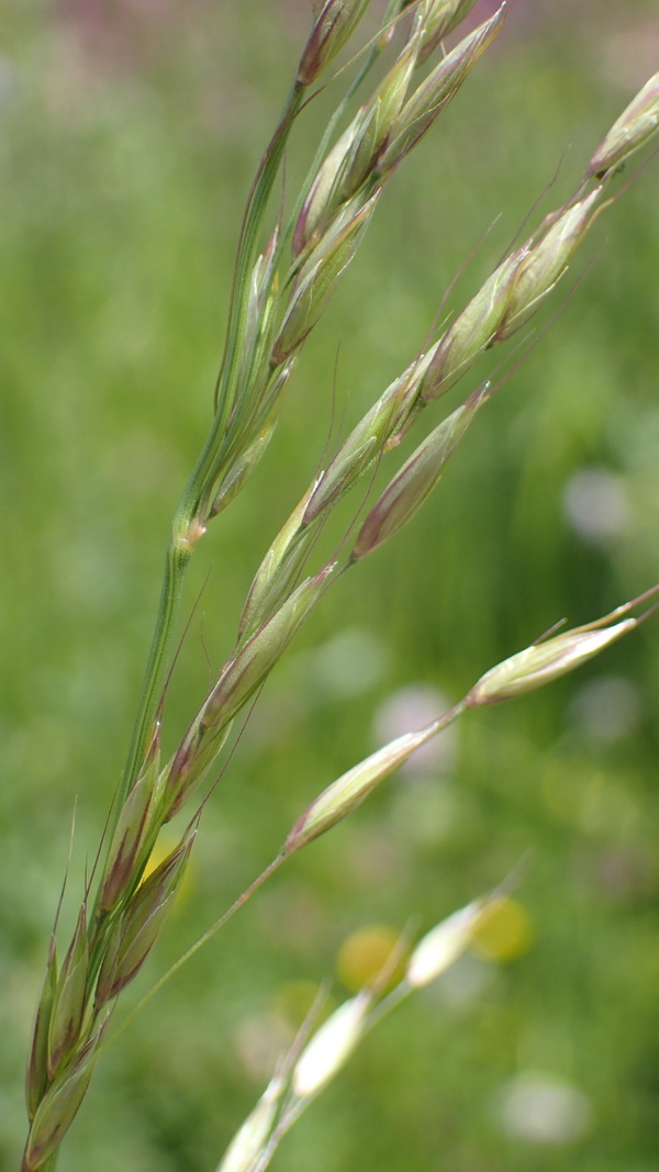 Art | Naturportal Südwest