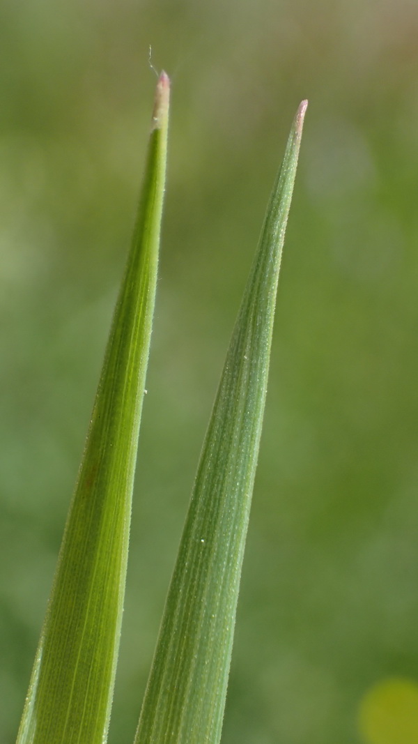 Art | Naturportal Südwest