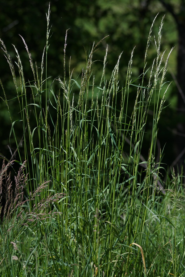 Art | Naturportal Südwest