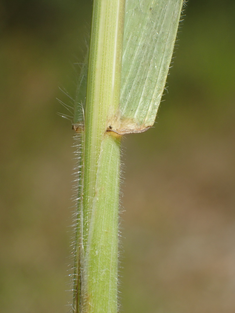 Art | Naturportal Südwest