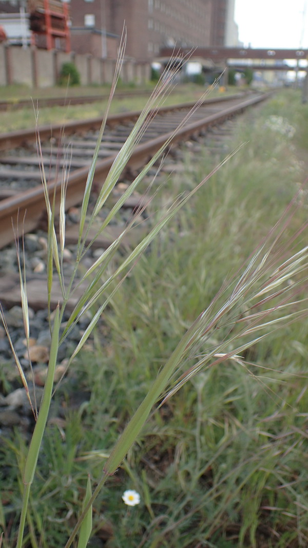 Art | Naturportal Südwest