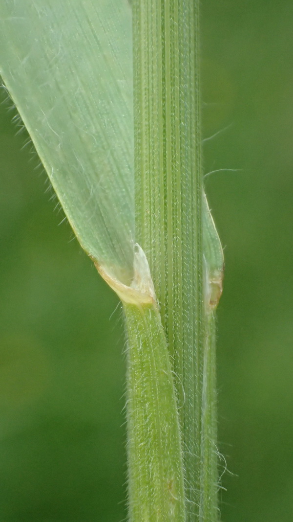 Art | Naturportal Südwest