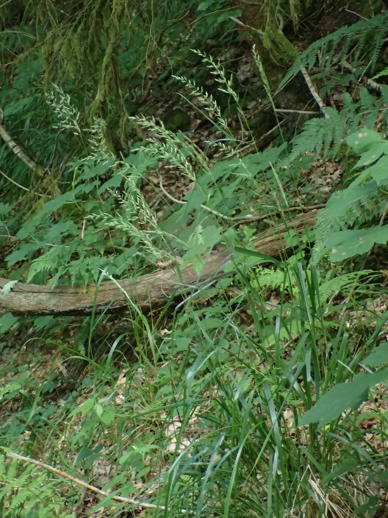 Art | Naturportal Südwest