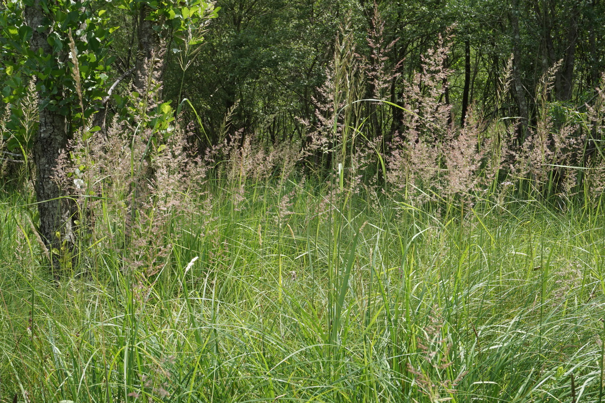 Art | Naturportal Südwest