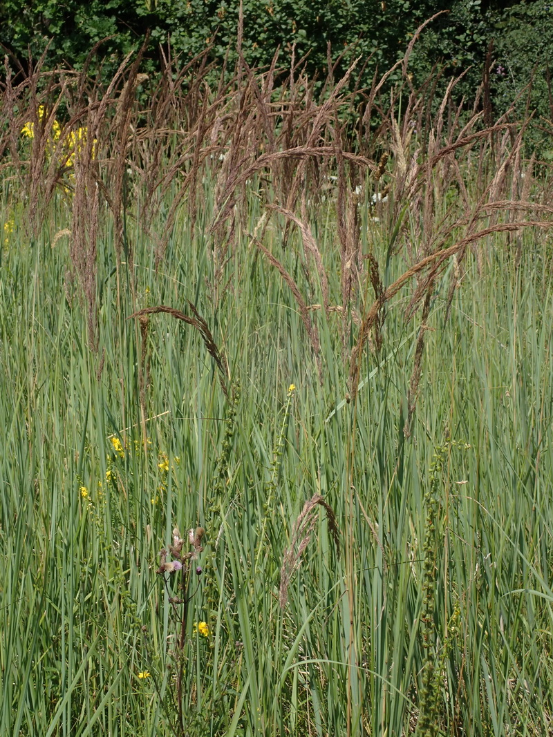 Art | Naturportal Südwest