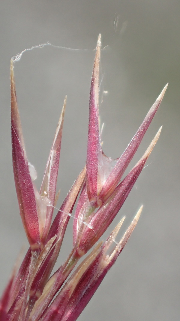 Art | Naturportal Südwest