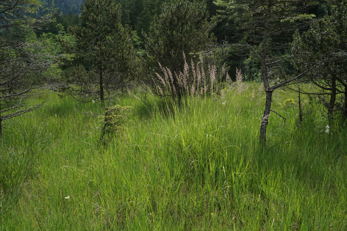 Art | Naturportal Südwest