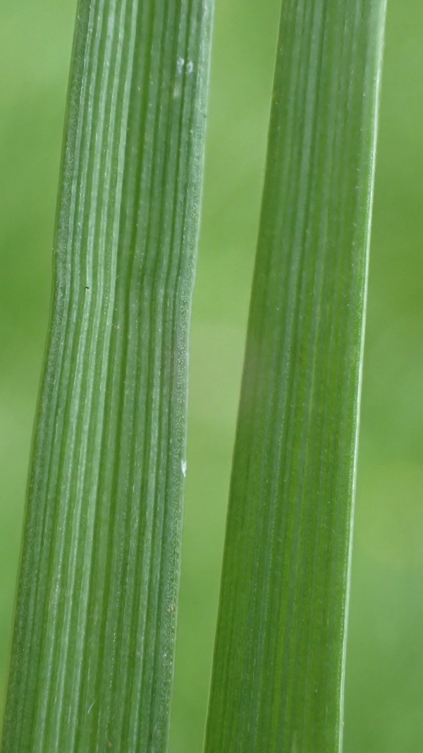 Art | Naturportal Südwest