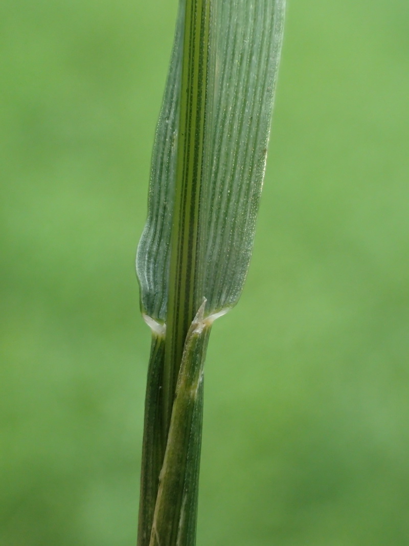 Art | Naturportal Südwest