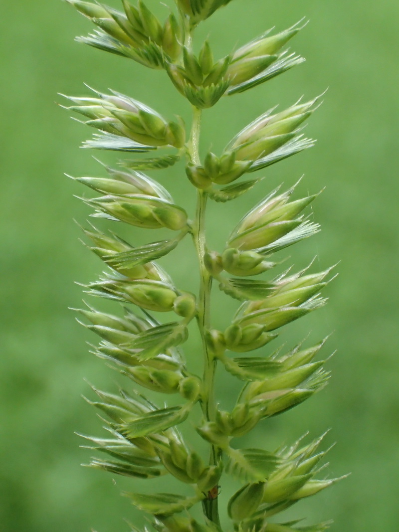 Art | Naturportal Südwest