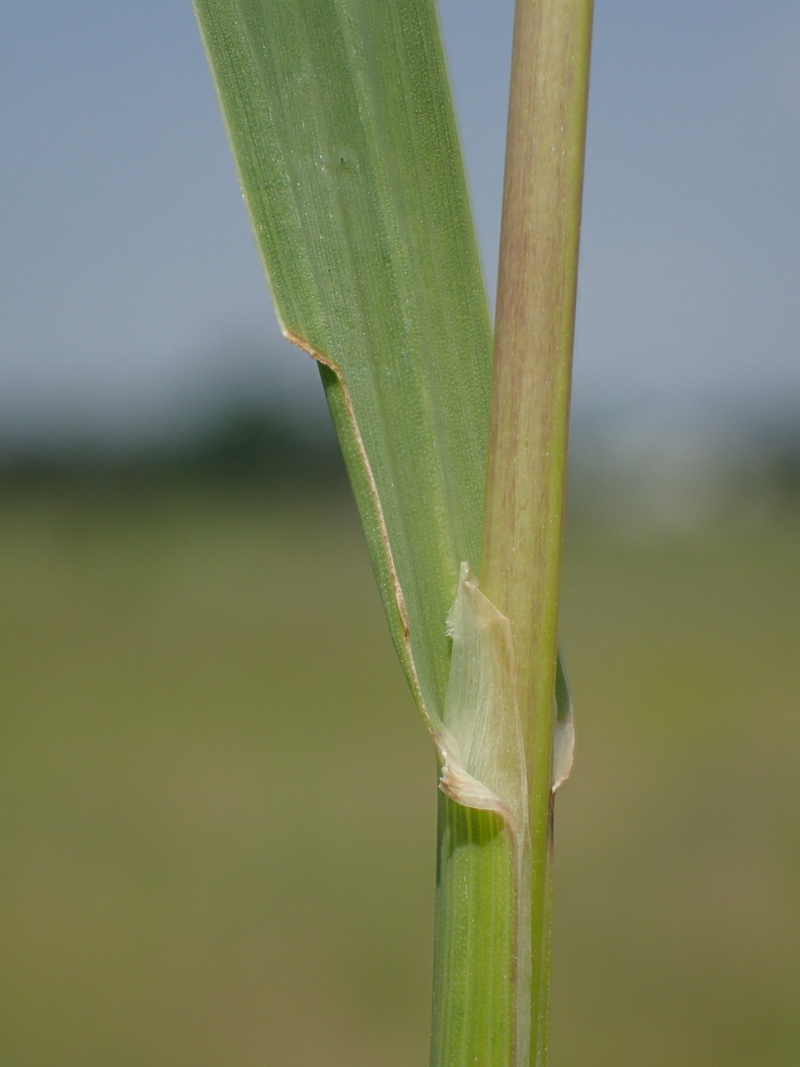 Art | Naturportal Südwest