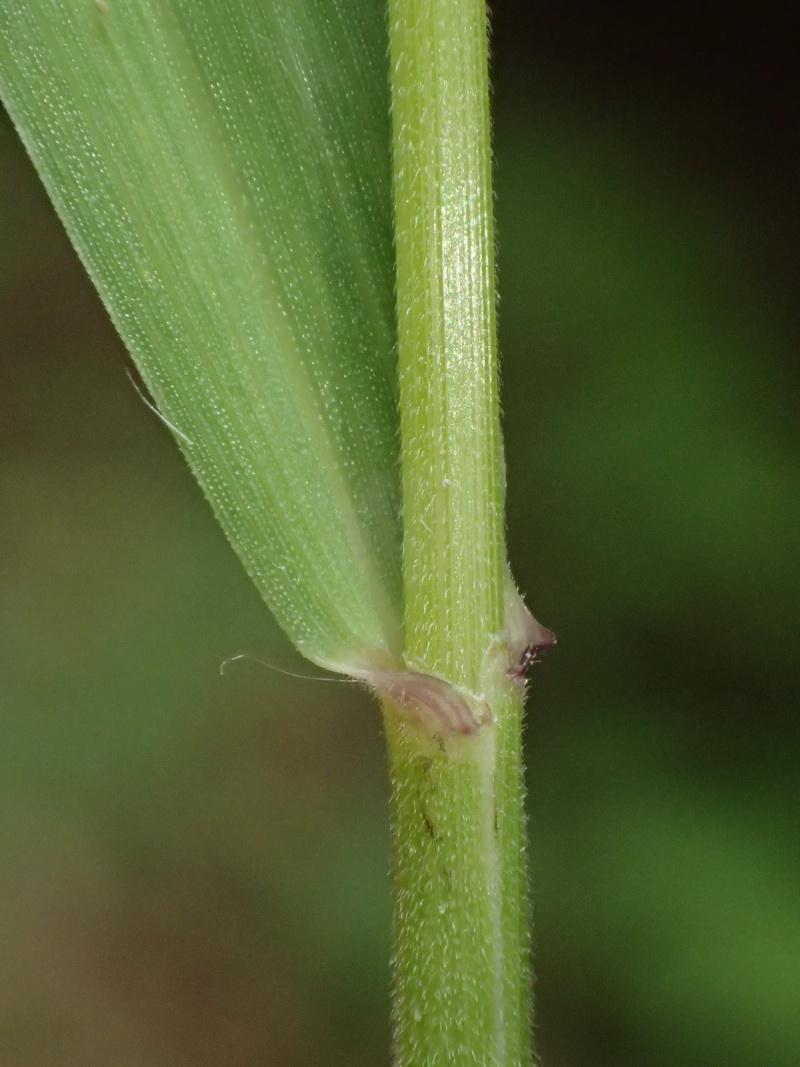 Art | Naturportal Südwest