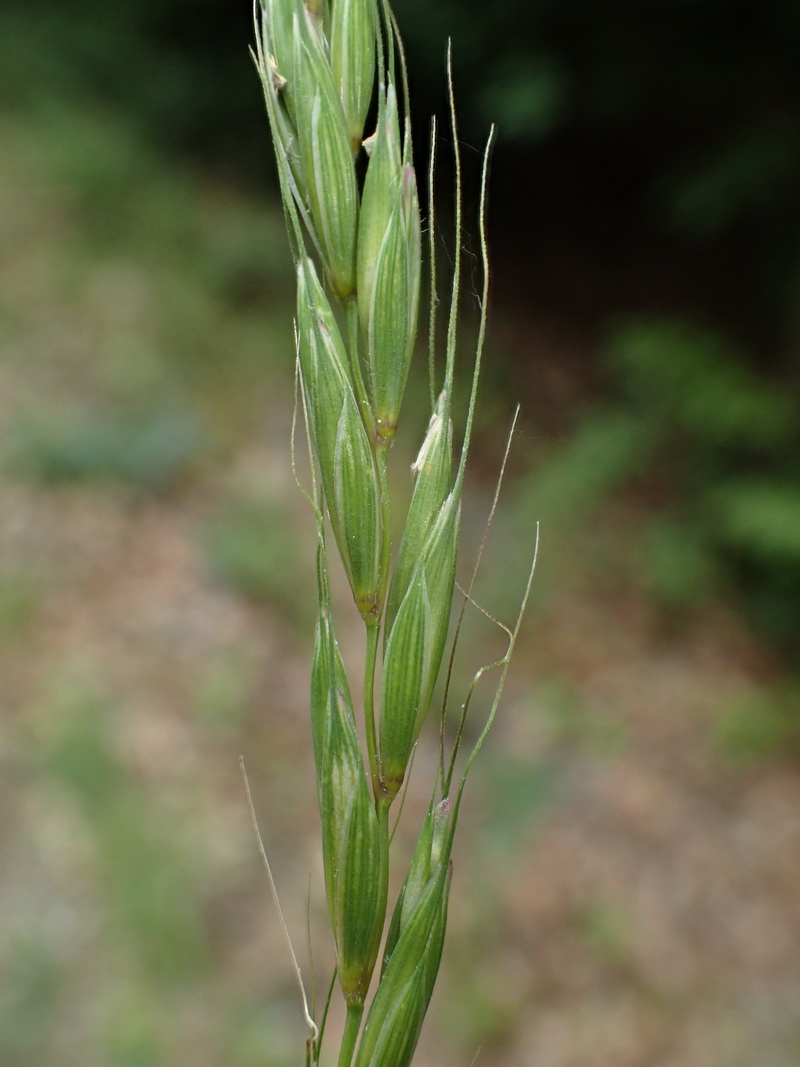 Art | Naturportal Südwest