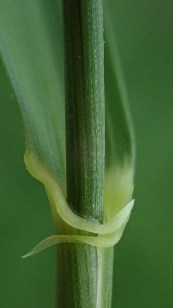 Art | Naturportal Südwest