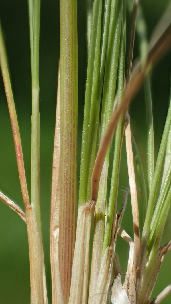 Art | Naturportal Südwest