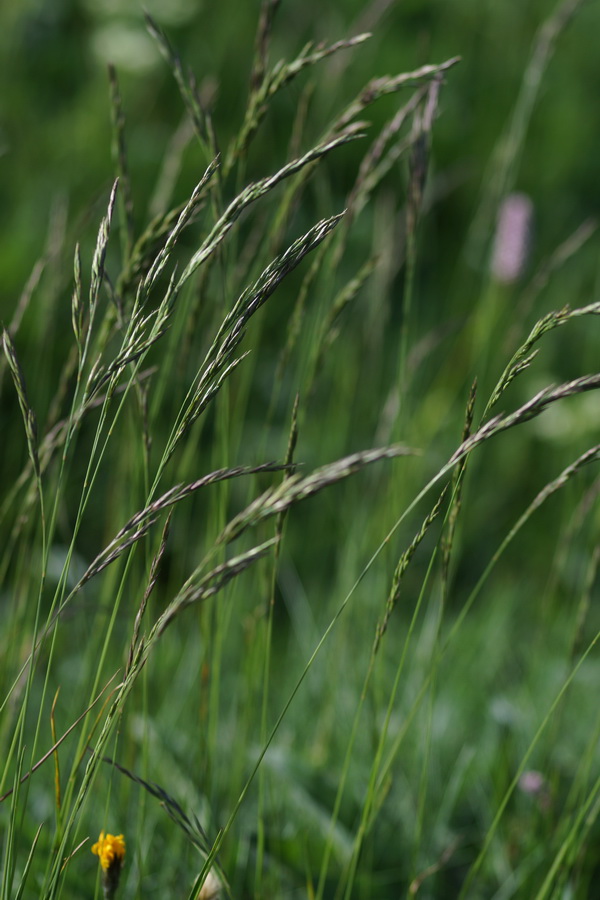 Art | Naturportal Südwest