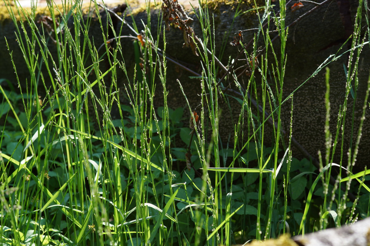 Art | Naturportal Südwest