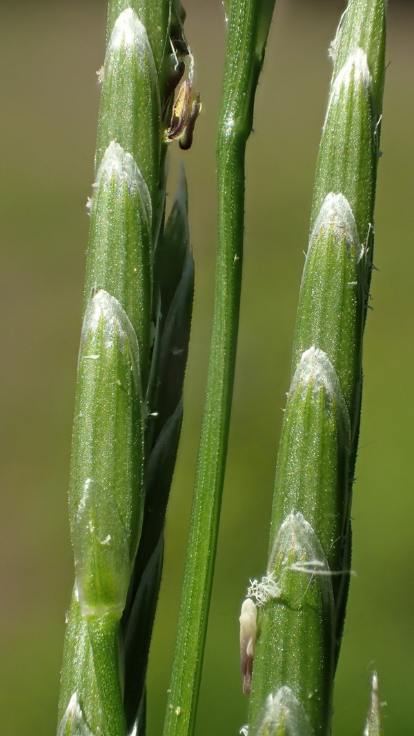 Art | Naturportal Südwest