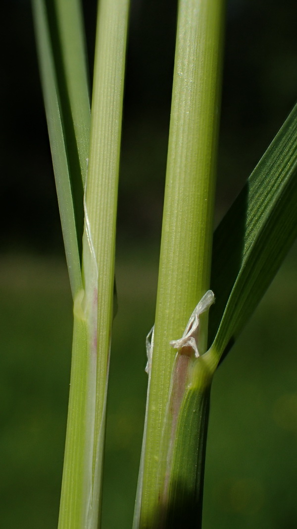 Art | Naturportal Südwest