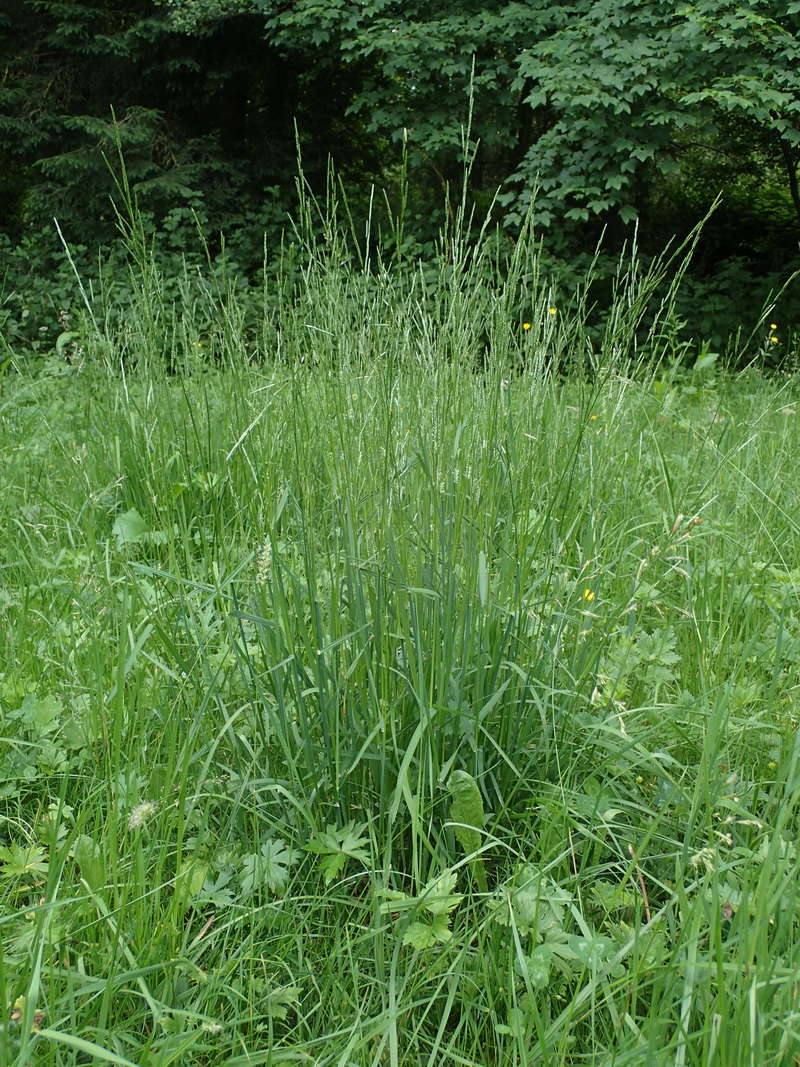 Art | Naturportal Südwest