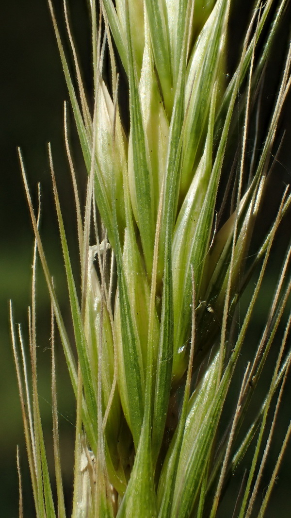 Art | Naturportal Südwest