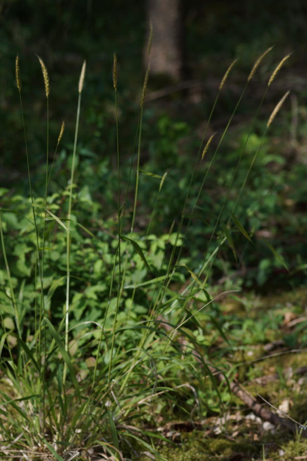 Art | Naturportal Südwest