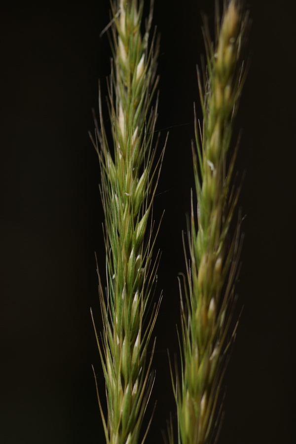 Art | Naturportal Südwest