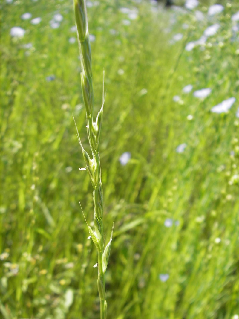 Art | Naturportal Südwest