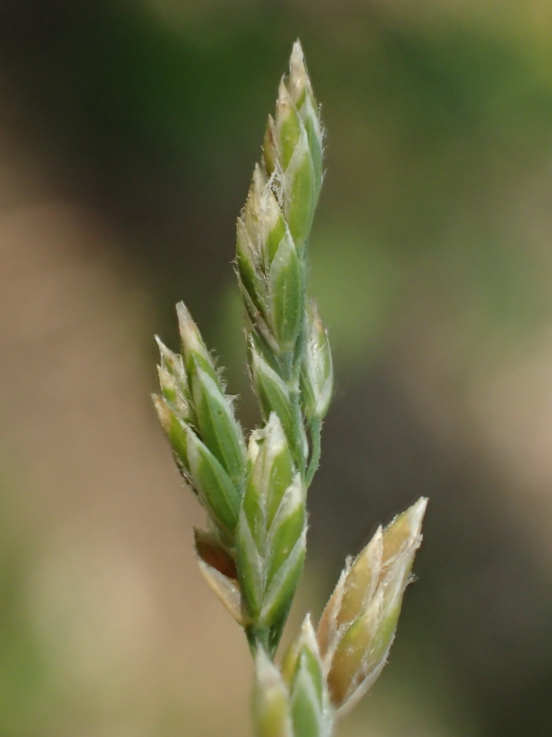 Art | Naturportal Südwest