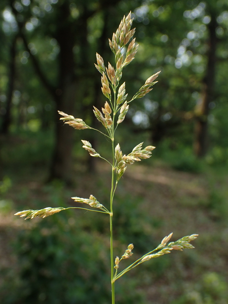 Art | Naturportal Südwest