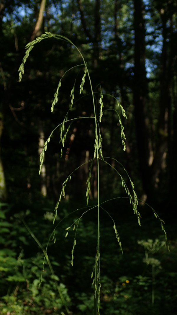 Art | Naturportal Südwest