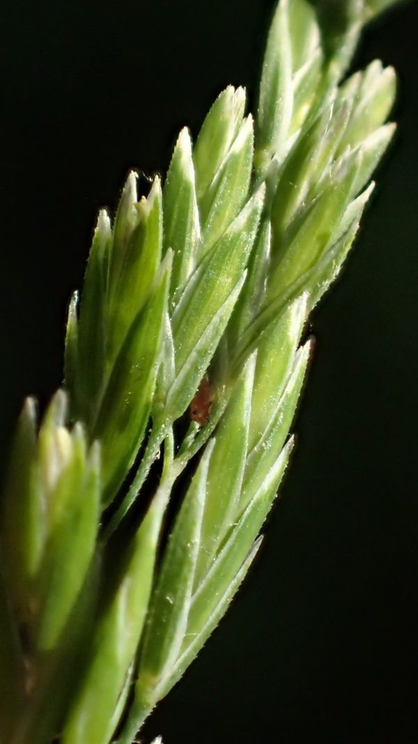 Art | Naturportal Südwest