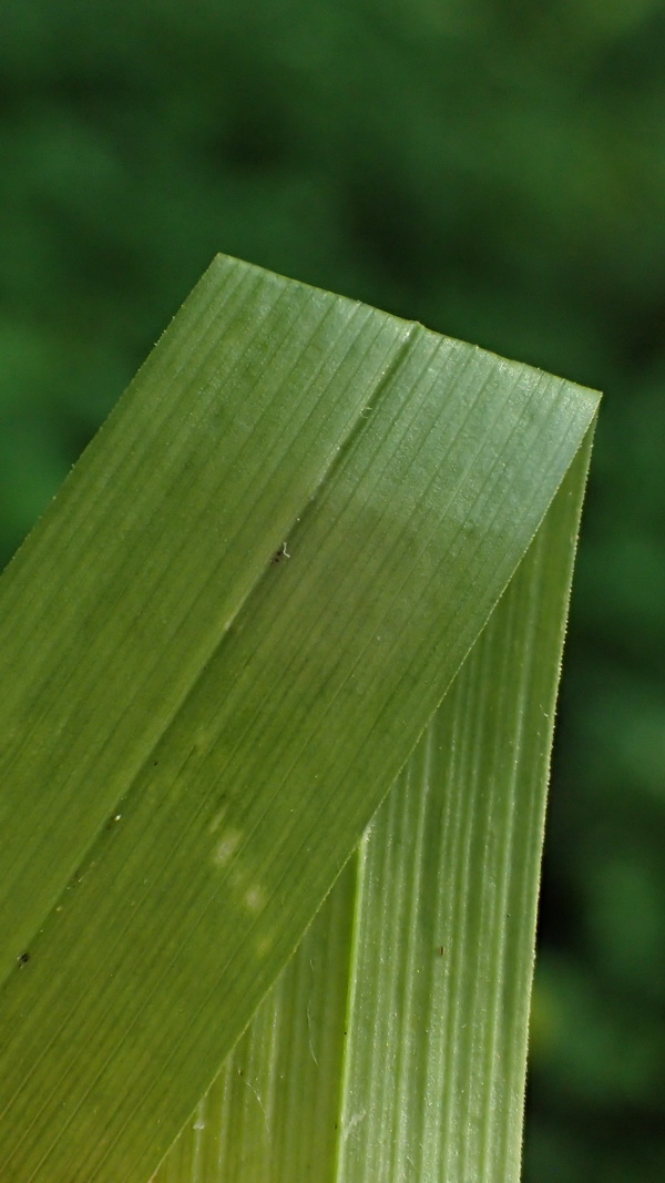 Art | Naturportal Südwest