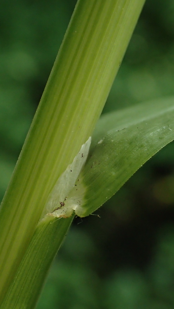 Art | Naturportal Südwest