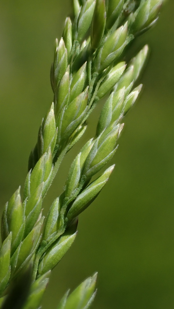 Art | Naturportal Südwest