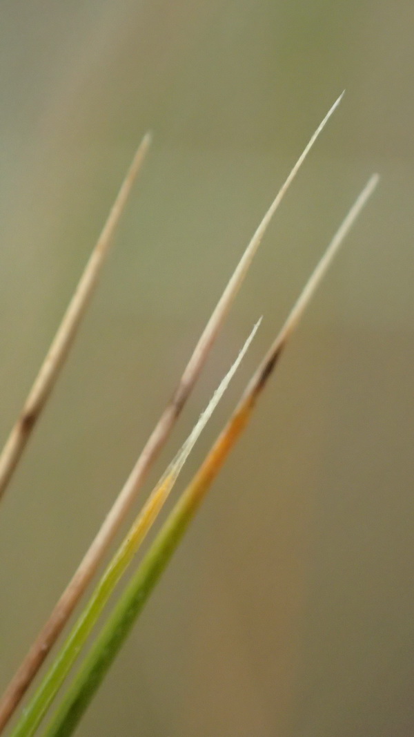 Art | Naturportal Südwest