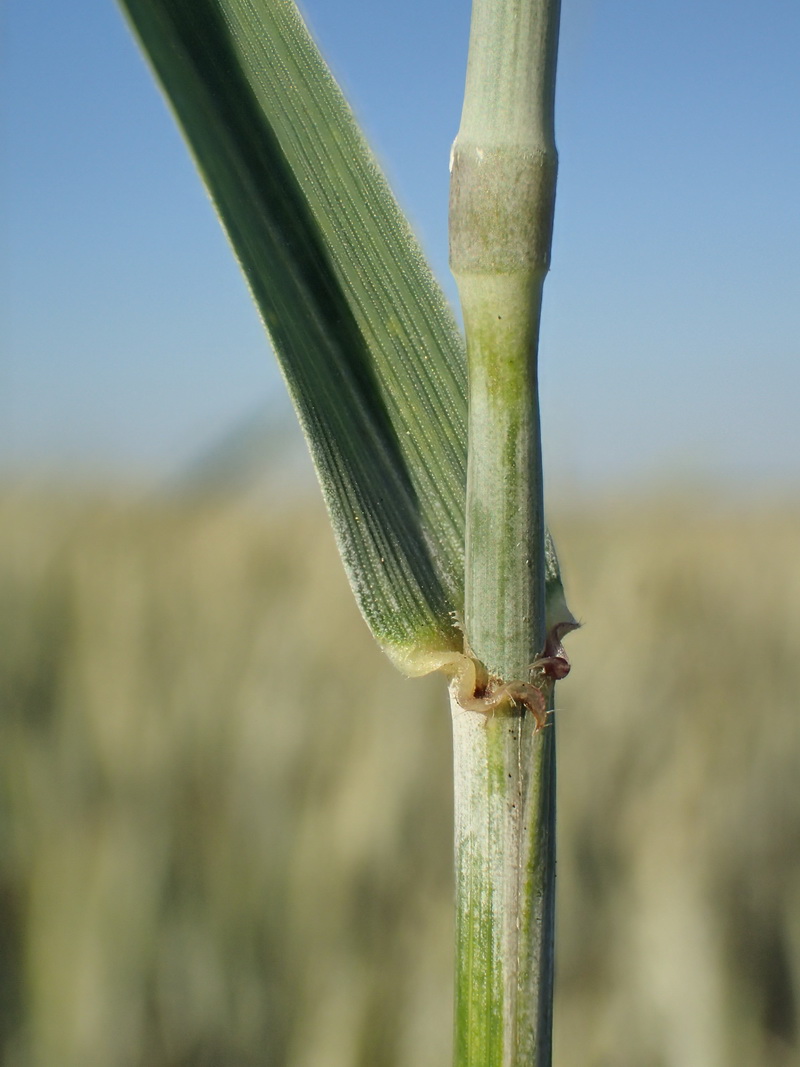 Art | Naturportal Südwest