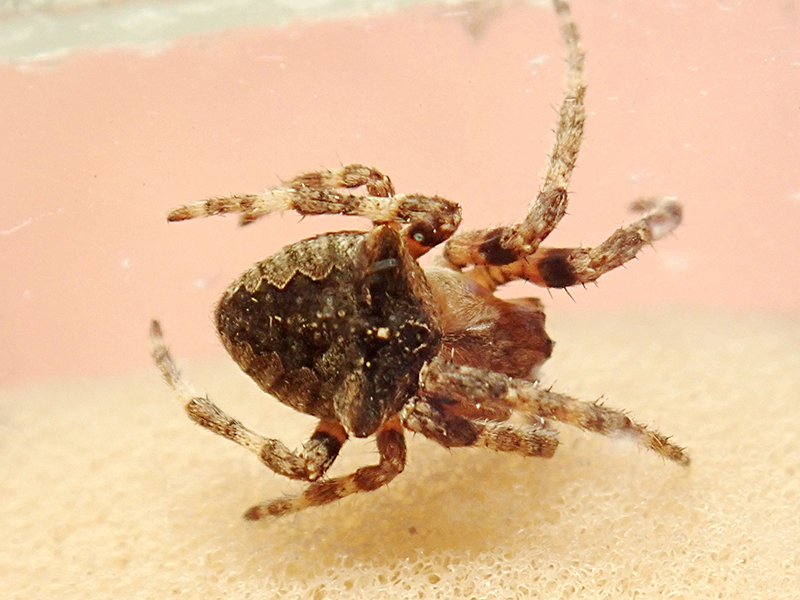 Art | Naturportal Südwest