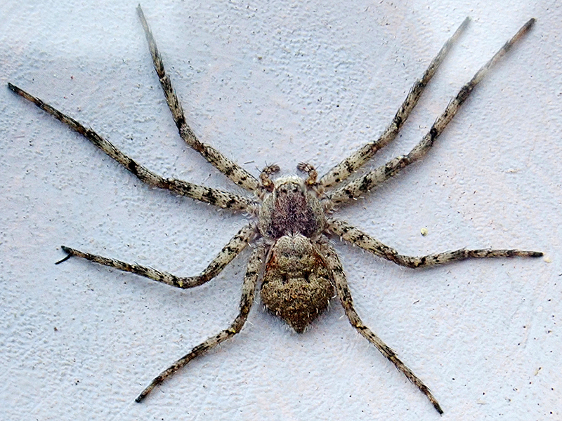 Art | Naturportal Südwest